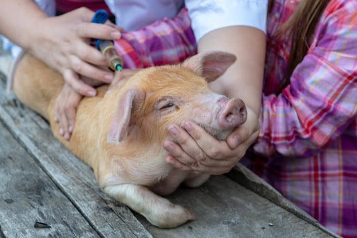 A Pig Owner's Guide to Identify, Treat, & Prevent Mycoplasma Arthritis