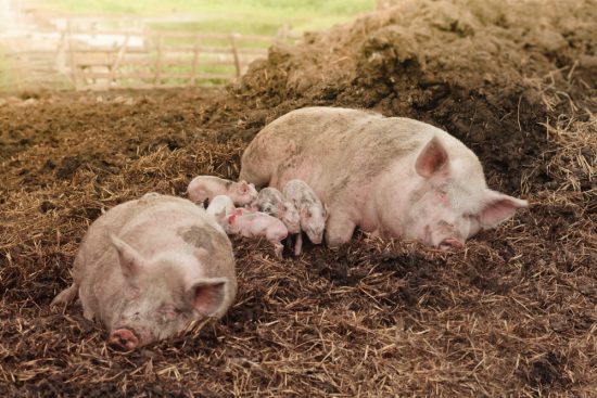American Landrace Pig Breed Information and Guide
