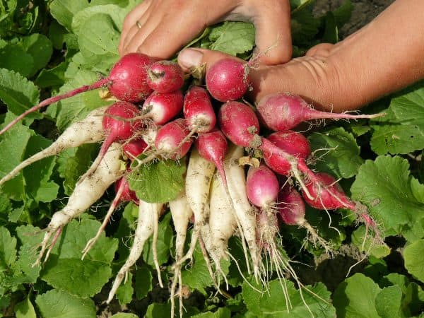 15 Best Radish Varieties to Grow in Your Garden