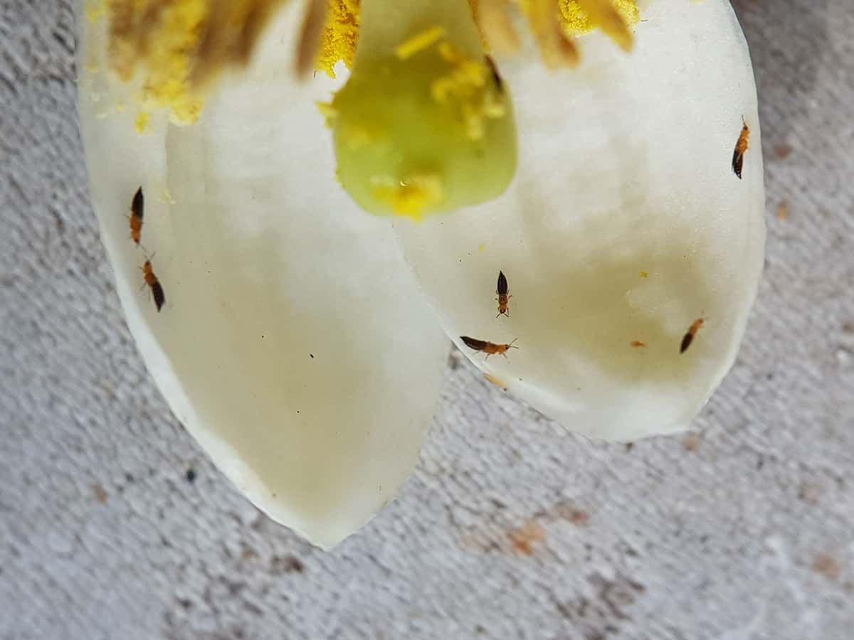11 Citrus Tree Pests and Diseases That Can Destroy Your Grove