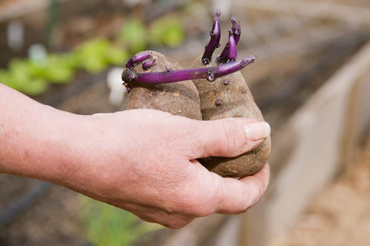 14 Best Potato Varieties to Grow in Your Garden