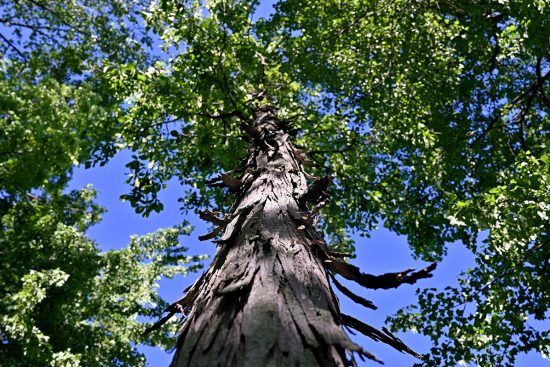 Growing Hickory Trees: Varieties, Planting Guide, Care, and How to Use