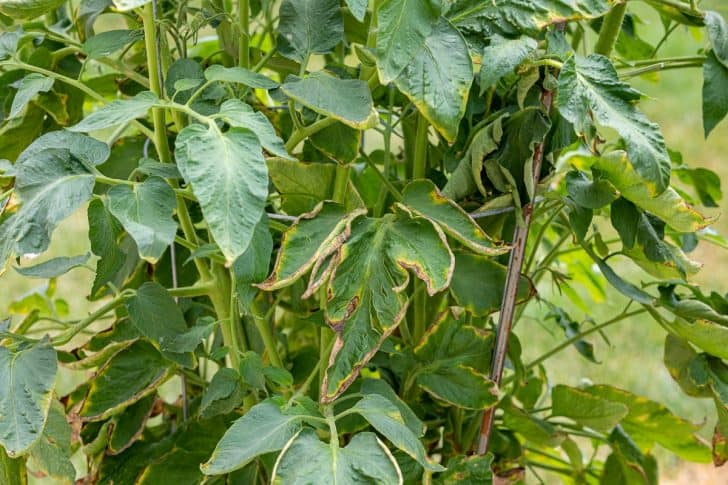 How to Save and Care for Drought-Stressed Plants