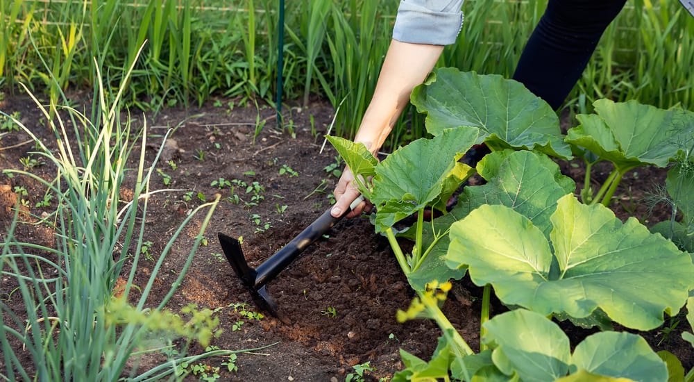 28 Perfect Lettuce Companion Plants and a Few to Avoid