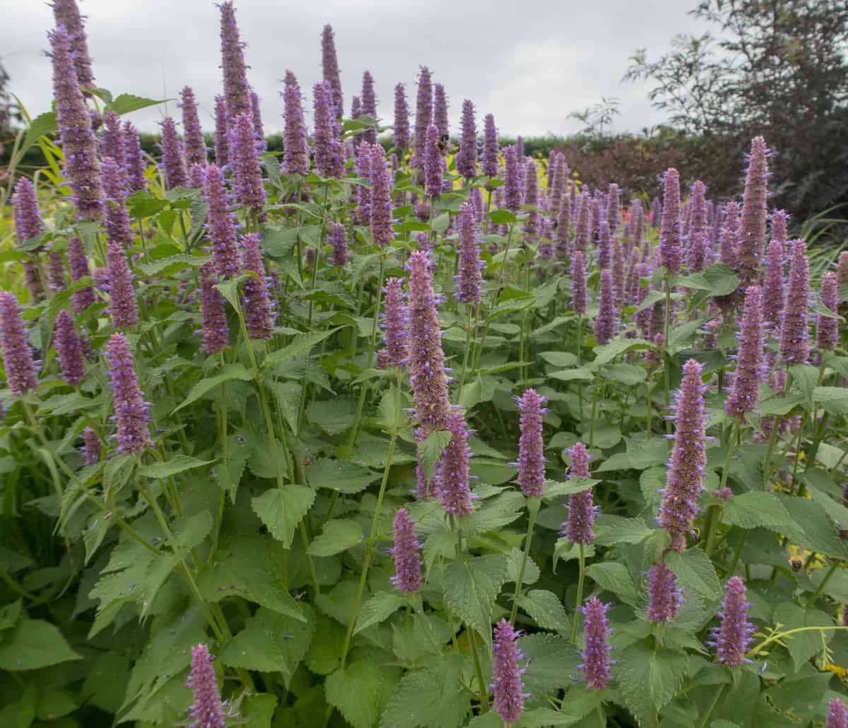 15 Unusual Herbs to Liven Up Your Garden and Kitchen