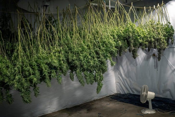 A Guide to Drying and Curing Cannabis