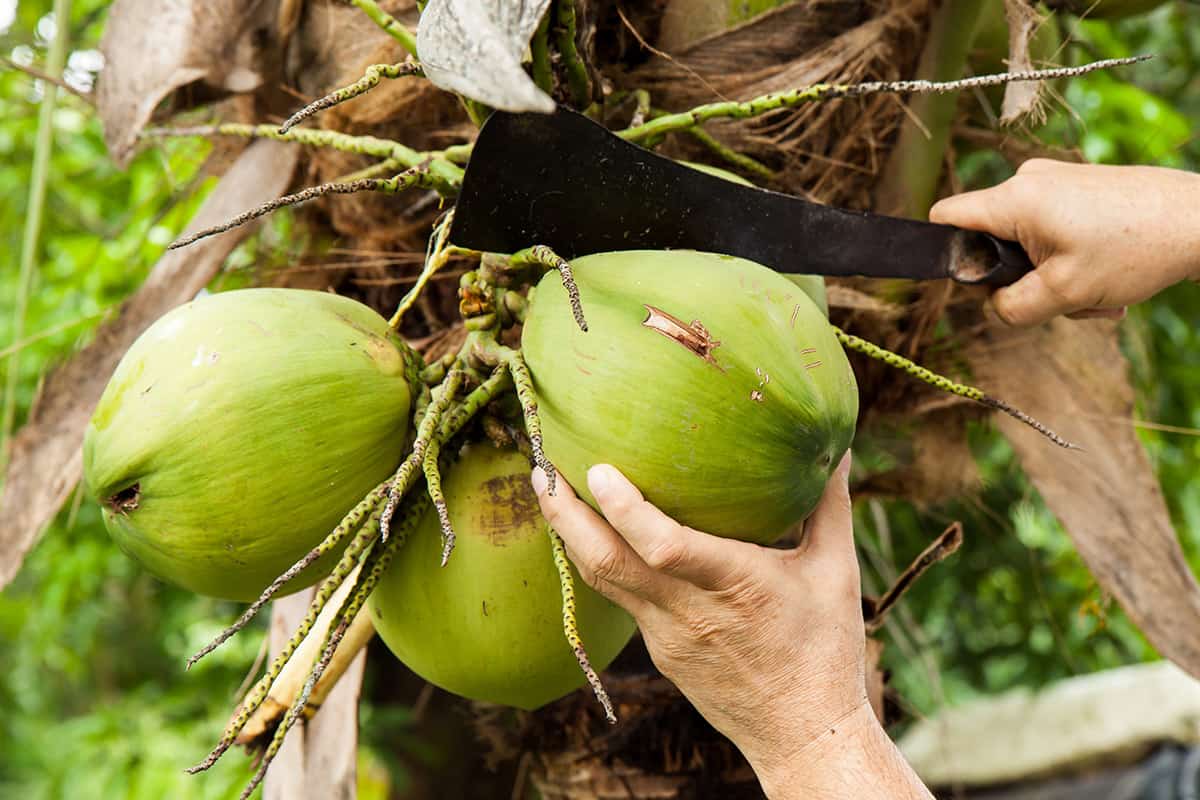7 Natural Rooting Hormone Alternatives Backed By Science