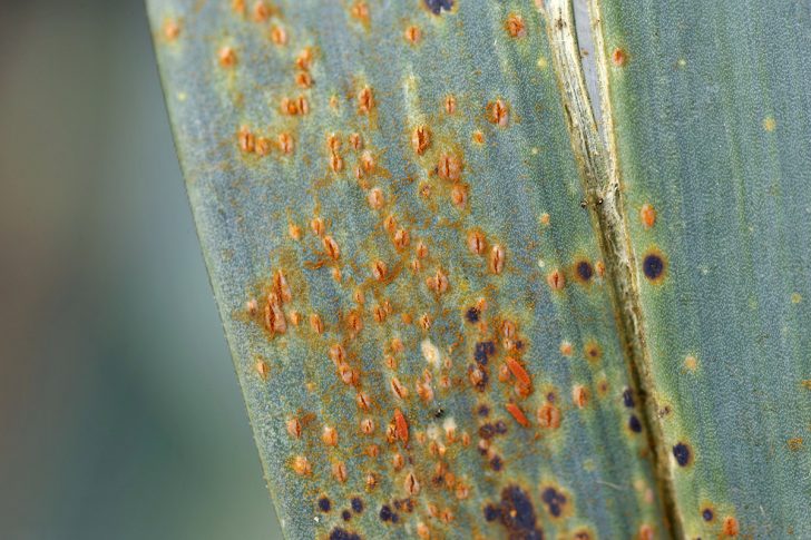 11 Garlic Plant Pests and Diseases That Can Ruin Your Crop