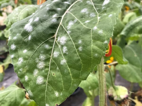 16 Sunflower Pests and Diseases and How To Handle Them