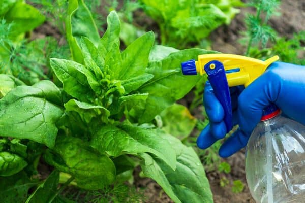 8 Most Common Swiss Chard Pests and Diseases (and How to Get Rid of Them)