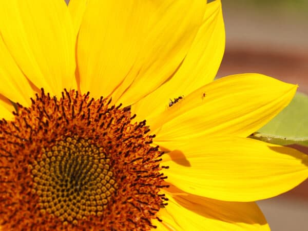 16 Sunflower Pests and Diseases and How To Handle Them