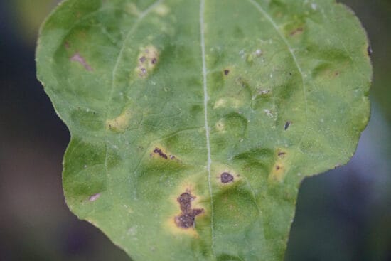 16 Sunflower Pests and Diseases and How To Handle Them