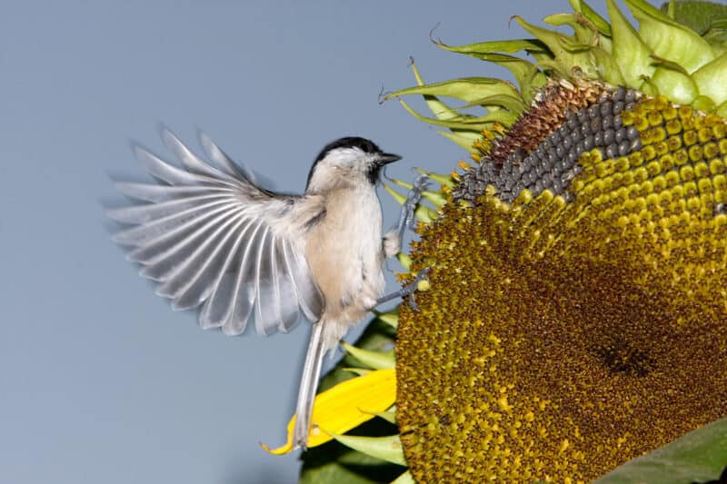 16 Sunflower Pests and Diseases and How To Handle Them