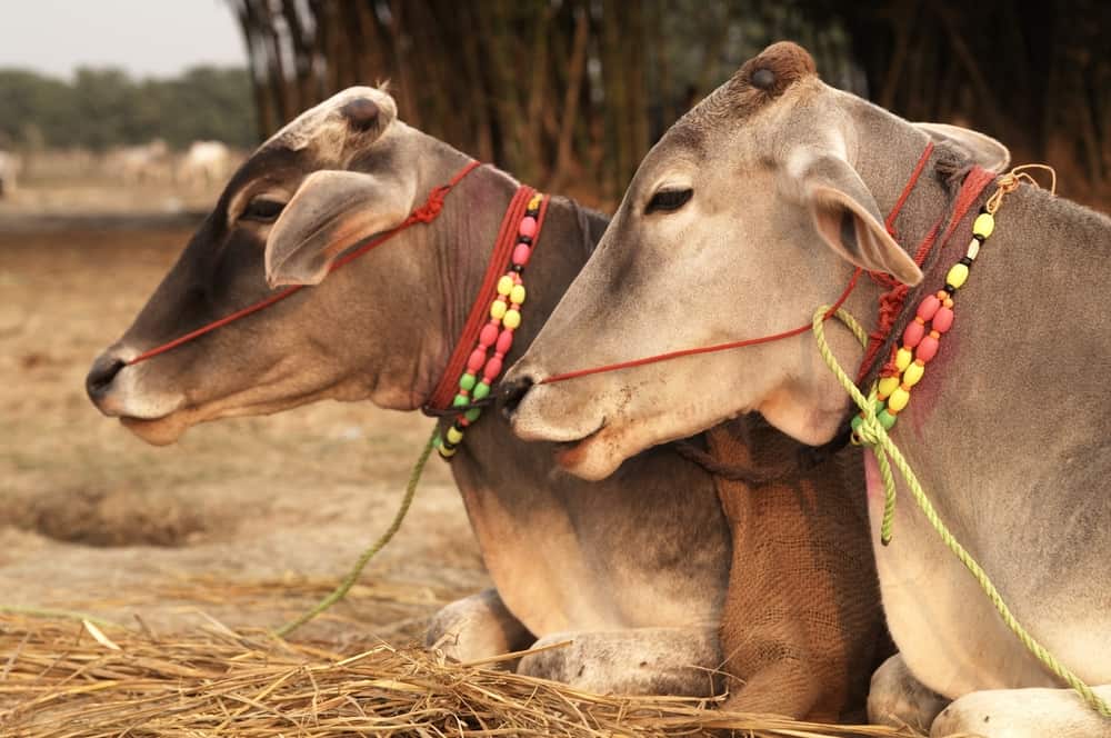 Everything You Need to Know About Livestock Auctions