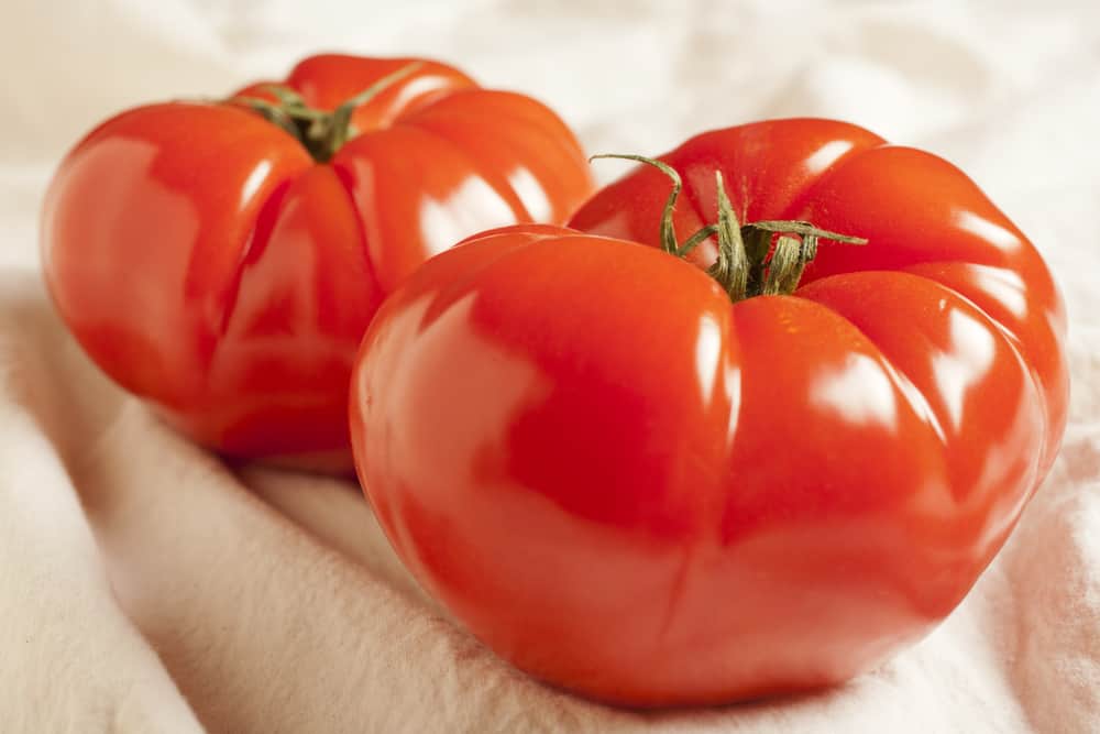 Best Disease-Resistant Tomato Varieties for Common Tomato Diseases