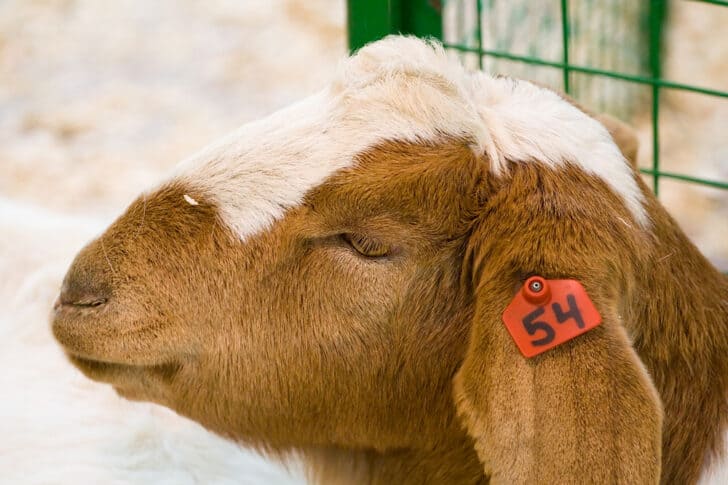Ear Tagging Your Sheep: How to Do It Safely and Correctly