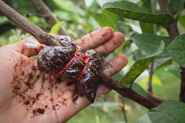How to Propagate Plants by Air Layering
