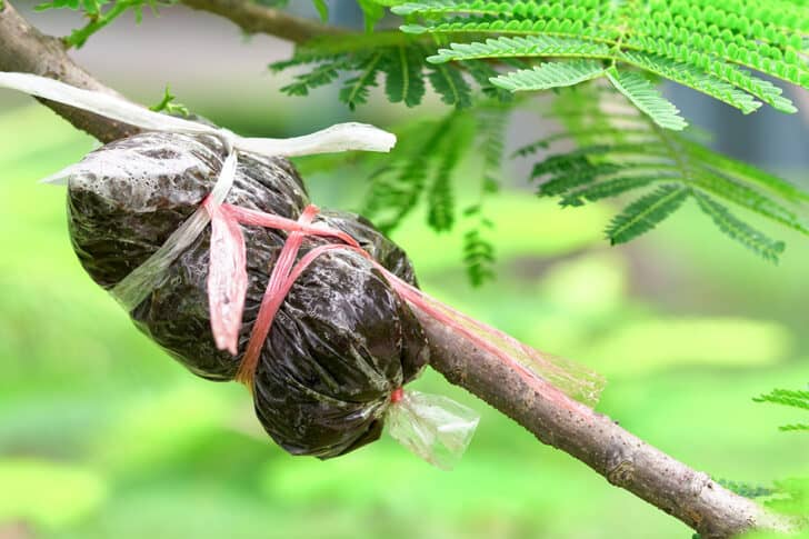 How to Propagate Plants by Air Layering