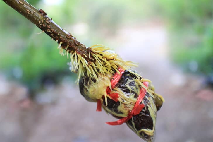 How to Propagate Plants by Air Layering