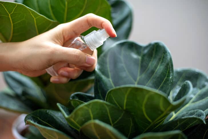 How to Grow and Take Care of Fiddle-Leaf Figs