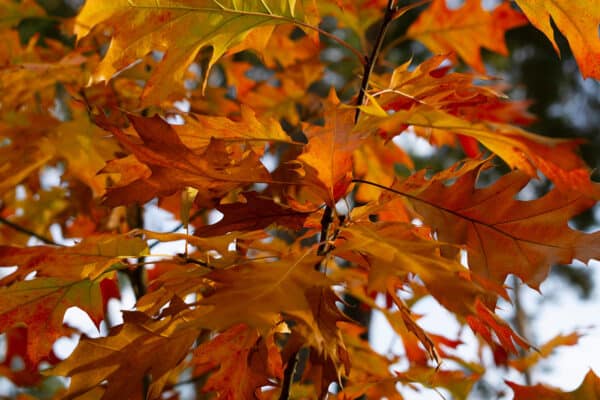35+ Plants That Are Poisonous to Horses