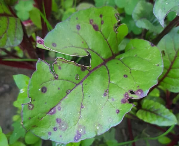 Cercospora Leaf Spot: How to Deal With This Common Fungal Disease