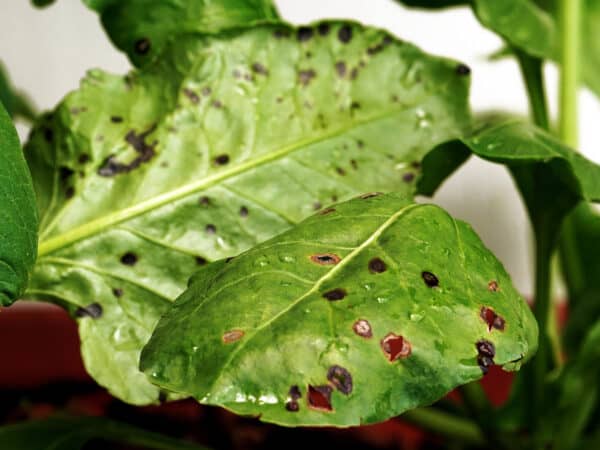Cercospora Leaf Spot: How to Deal With This Common Fungal Disease