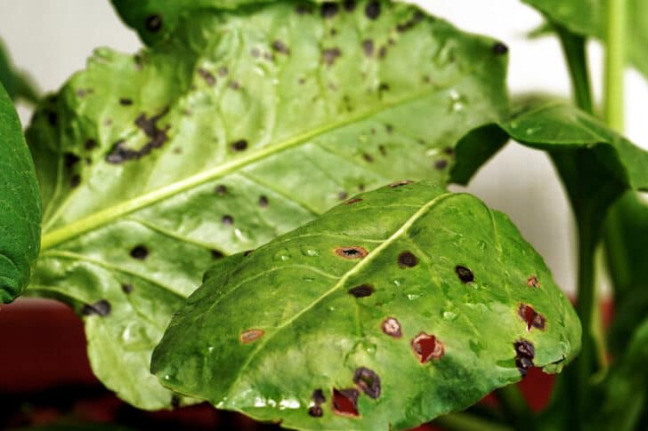 13 Spinach Pests and Diseases and How to Stop Them