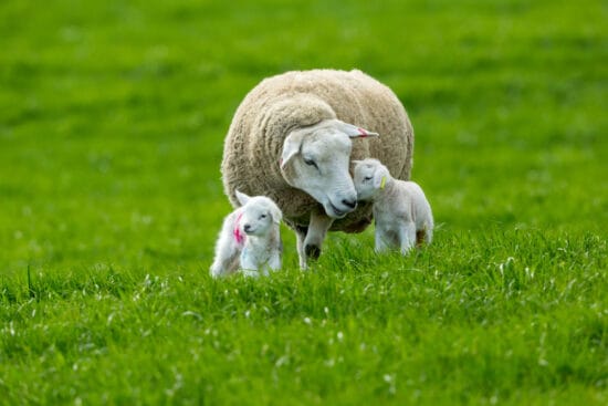 How Often Should You Deworm Sheep or Is It Even Necessary?