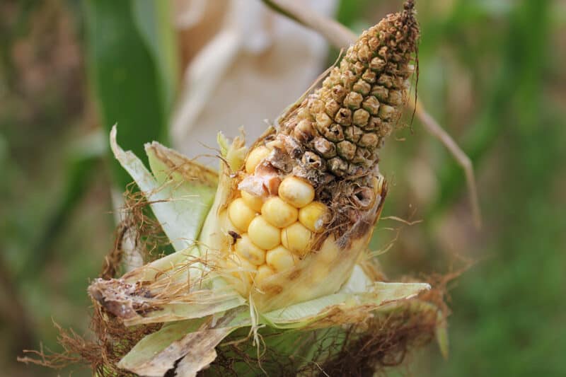 17 Corn Plant Growing Problems and How To Fix Them