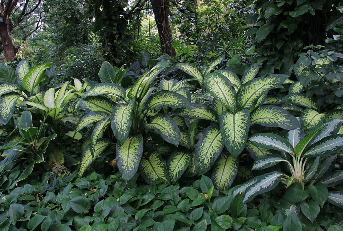 How to Grow and Care For the Dumb Cane Plant