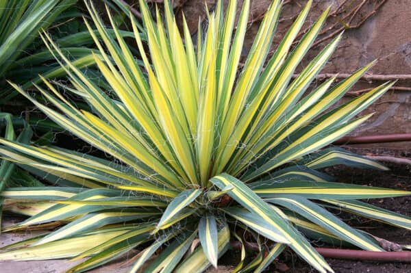 23 Best Plants for Making Cordage Like Rope, String, and Twine