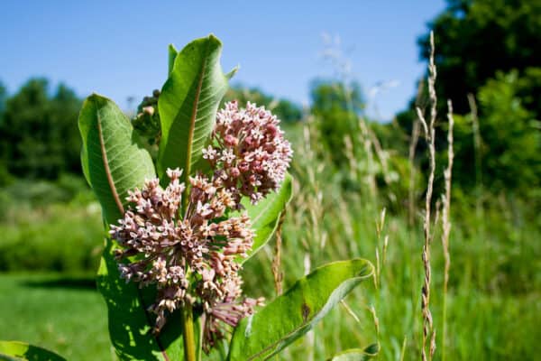 Growing Milkweed: How to Plant and Raise This Invaluable "Weed"