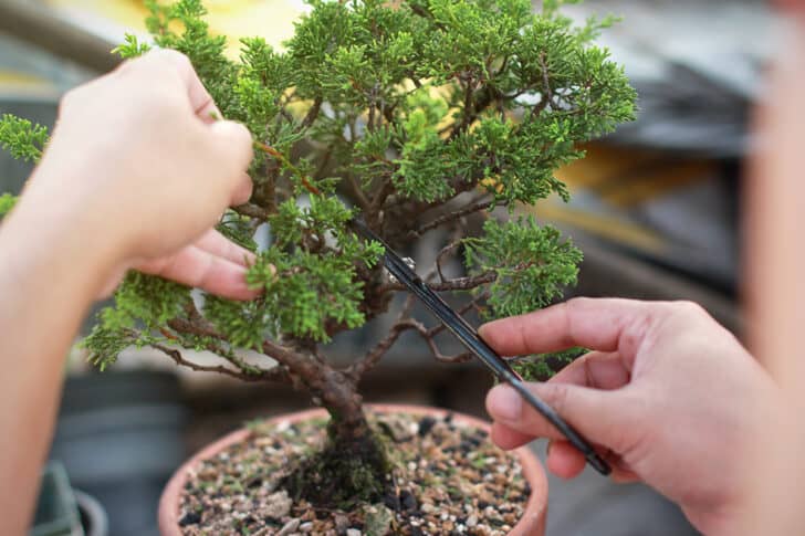 Bonsai for Beginners: A Guide to Getting Started