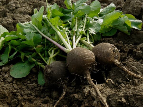 14 Crops to Plant in Fall for a Spring Harvest