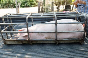 Transporting Pigs: Tips and Considerations for Moving Hogs Safely