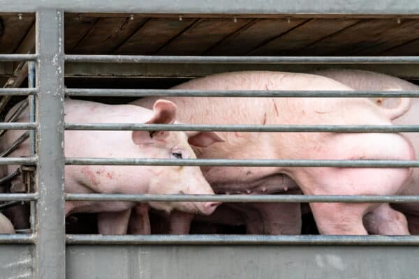 Transporting Pigs: Tips and Considerations for Moving Hogs Safely