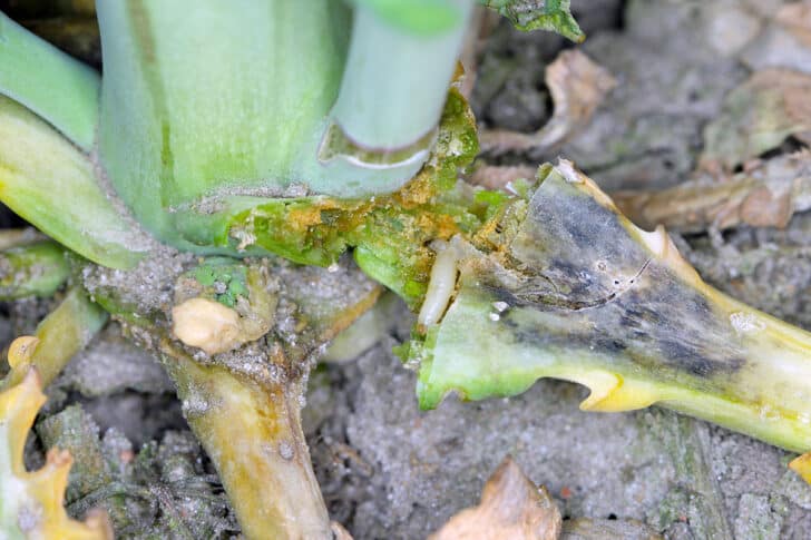 11 Broccoli Plant Problems That Can Ruin Your Harvest
