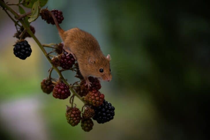 Rodent-Free Garden: How to Get Rid of Rodents Eating Your Root Crops