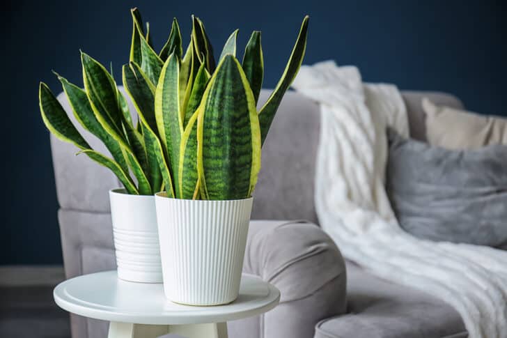 The Complete Guide To Arrowhead Plant Growing and Care