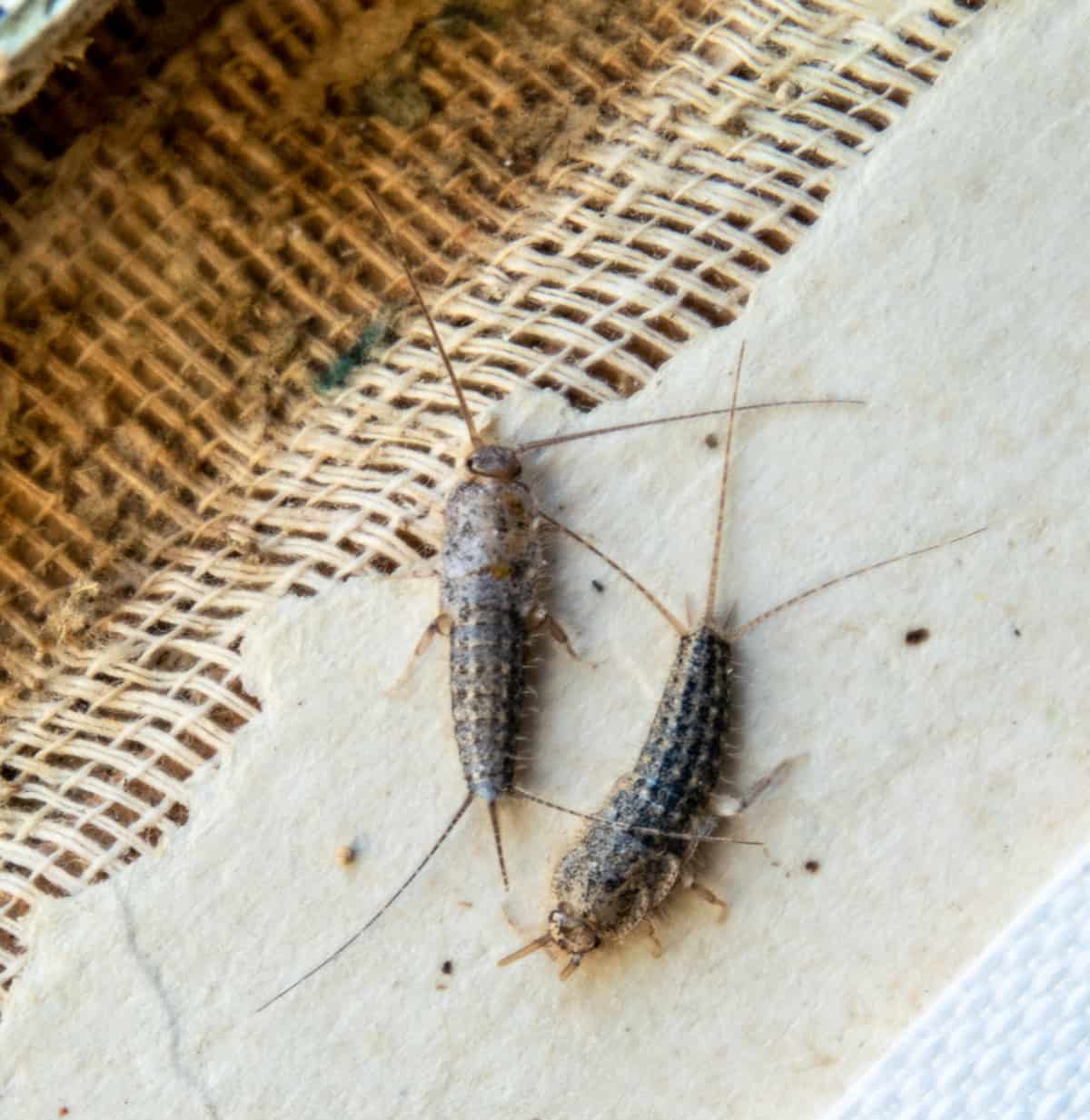How To Get Rid of Silverfish