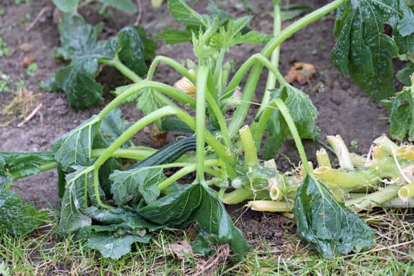 10 Common Problems When Growing Zucchini and How To Solve Them