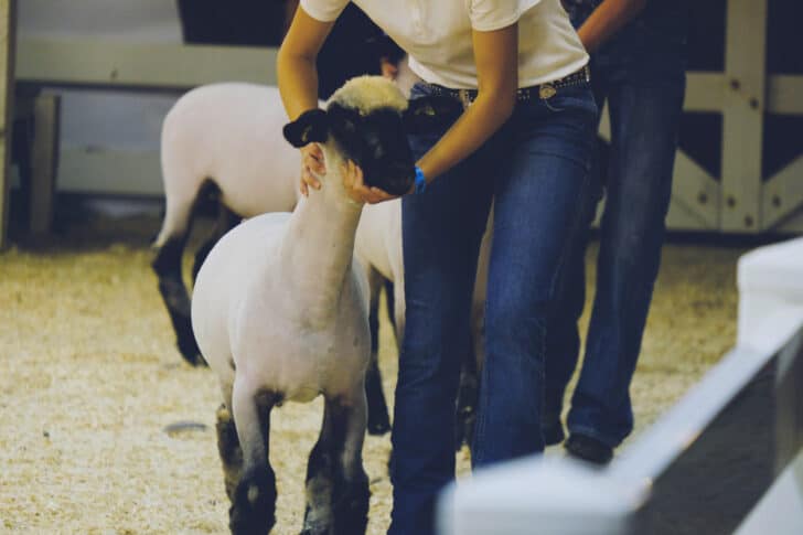 Steps to Ensure Successful Sheep Breeding and Lambing in the Fall