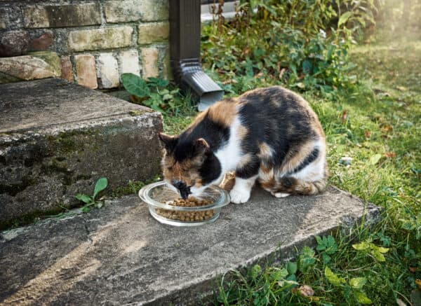 Should You Get a Barn Cat? Pros and Cons to Consider