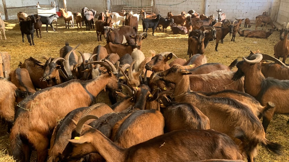 10 Common Mistakes First-Time Goat Owners Make & How to Avoid Them