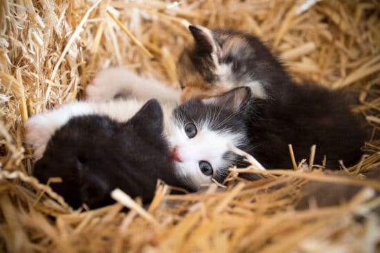 Should You Get a Barn Cat? Pros and Cons to Consider