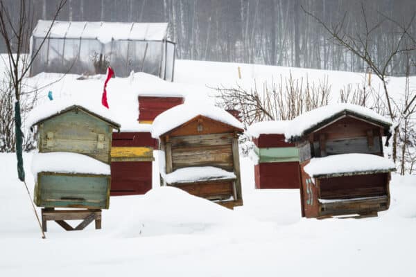 Caring For Your Beehives During the Winter