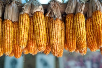 7 Scrumptious Ways to Preserve Corn