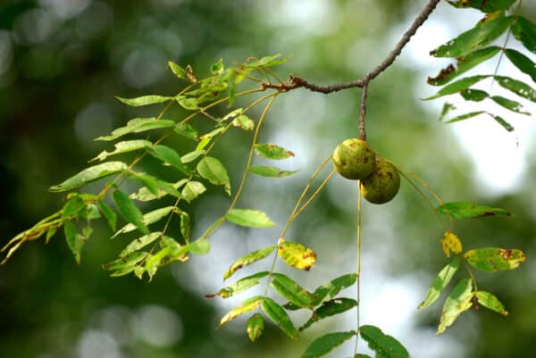 Growing Heartnut Trees: How to Plant and Raise Heartnuts