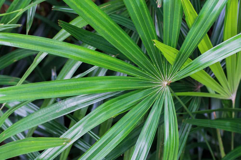 Growing Lady Palms: How to Plant, Grow and Care for Bamboo Palms